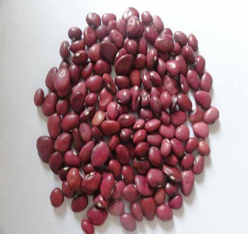 Buy Beans From AgroWorld Trading Company » Best Agro Food Processor